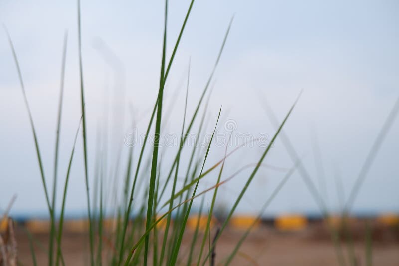Lush Weeds with Blue Sky Background Stock Image - Image of green ...