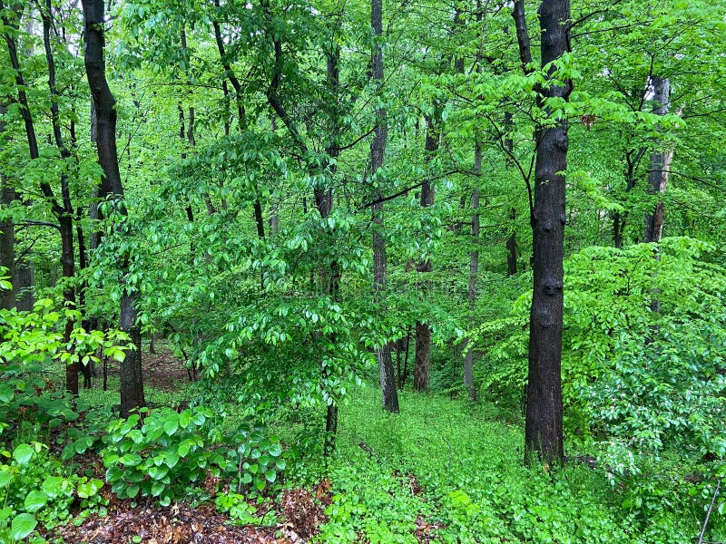 Lush Wet Green Forest in Spring in May Stock Image - Image of leaf ...