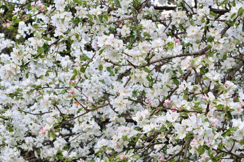 Lush White Blooming Apple Tree in Spring Stock Photo - Image of branch ...