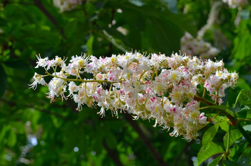 Lush White Chestnut Flowers among Green Leaves on Branches Stock Image ...