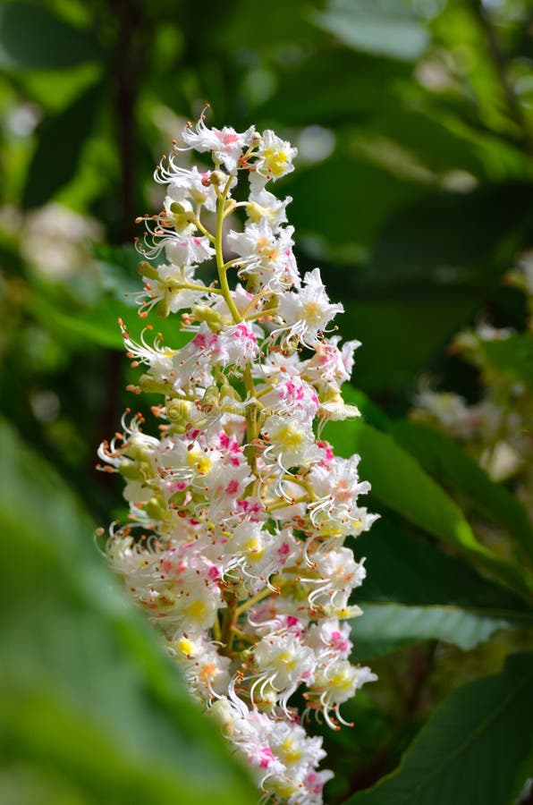 Lush White Chestnut Flowers among Green Leaves on Branches Stock Image ...