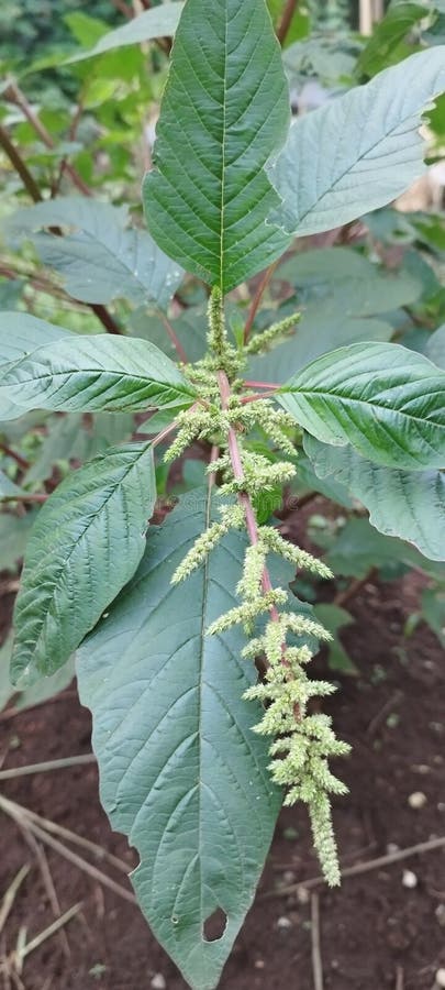 A lush wild spinach tree stock image. Image of fertile - 381921939