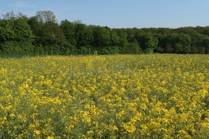 Lush Wildflower Field with Distant Trees Stock Image - Image of ...