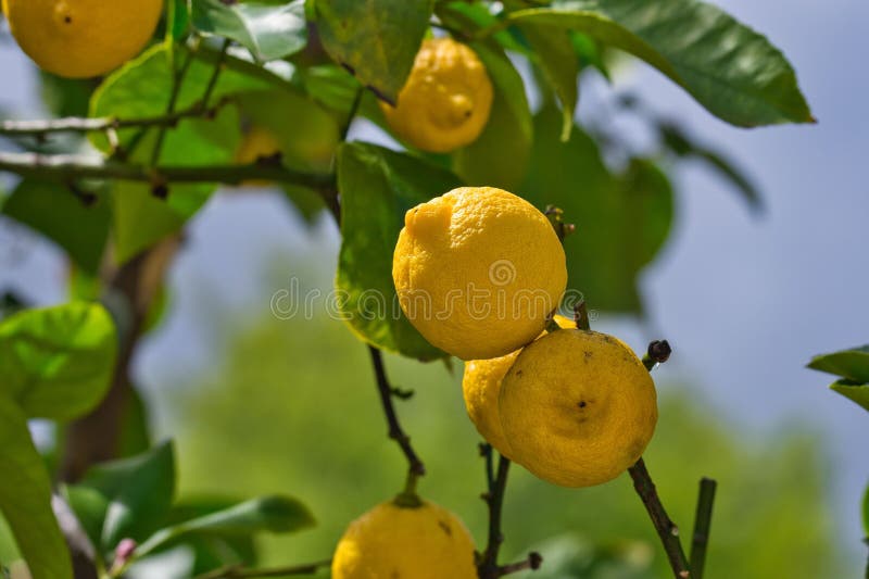 Lush Yellow Lemon Tree Basking in the Sunlight Outdoors Stock Image ...