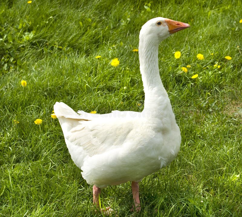 Lustige Gans stockfoto. Bild von gans, lustige - 103526058