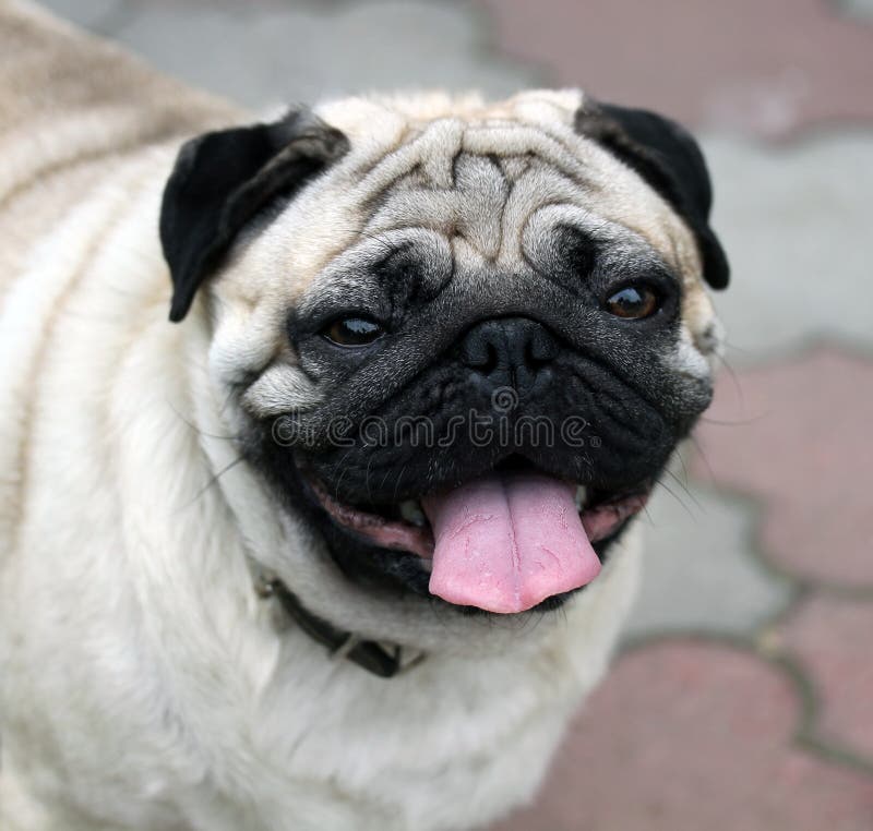 Lustige Nahaufnahme Der Mopps. Stockbild - Bild von haustier, schwarzes ...