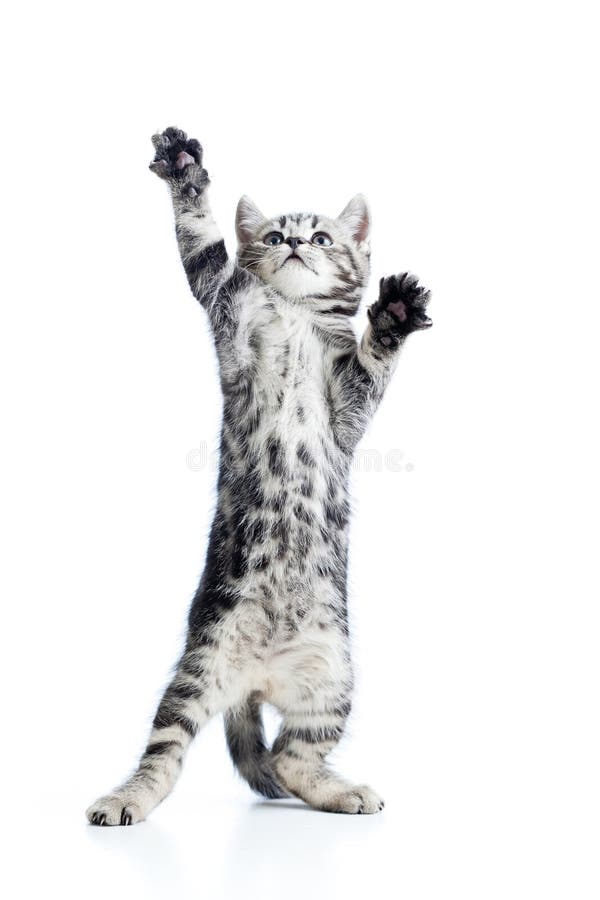 Lustige Spielerische Katze Steht Stockbild - Bild von tier, bezaubern ...