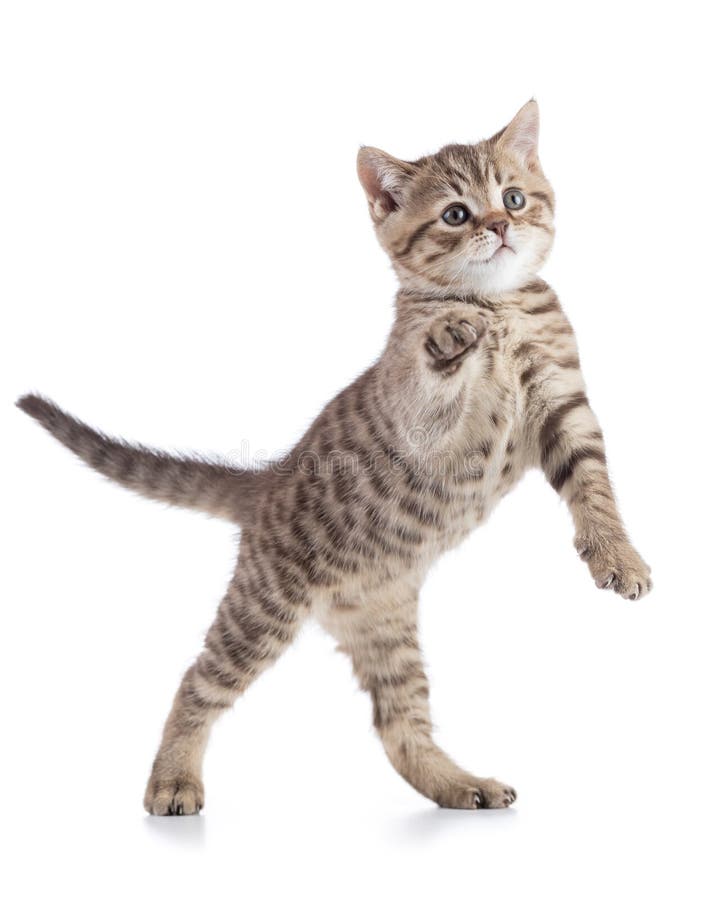 Lustige Spielerische Katze Steht Stockfoto - Bild von schön, haustier ...