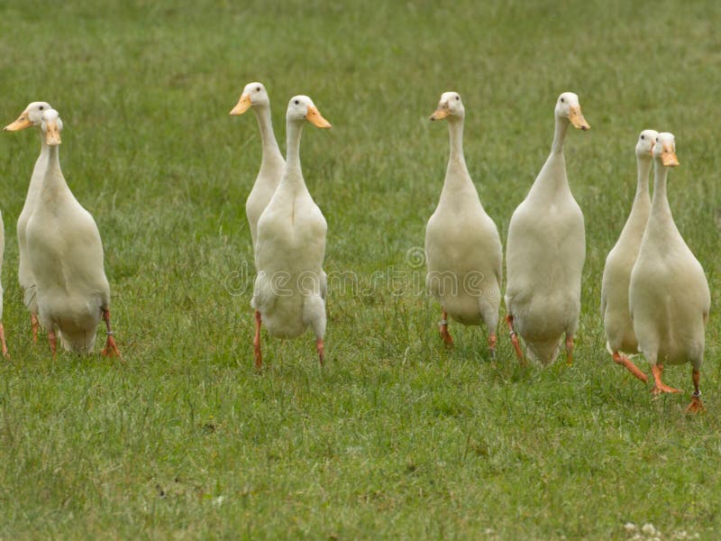 Lustige weiße Ente stockfoto. Bild von weiße, ente, lustige - 154436