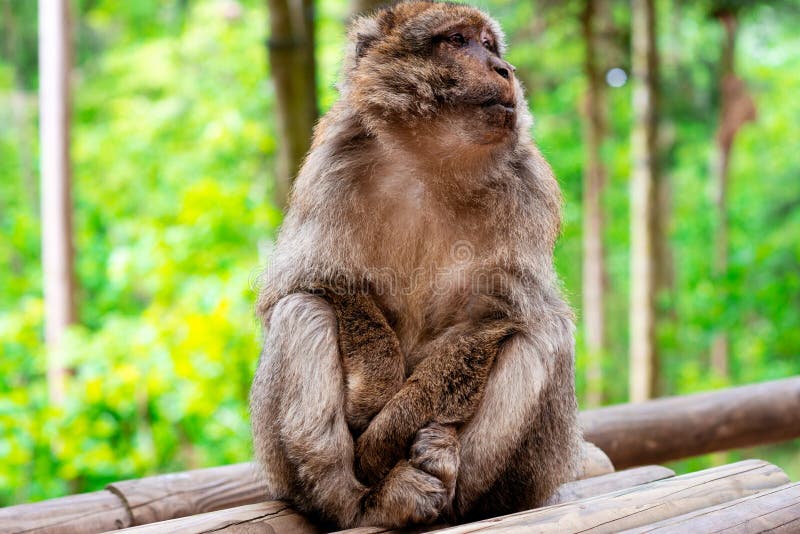 Lustiger Affe, Der Im Tropischen Wald Sitzt Stockfoto - Bild von auge ...