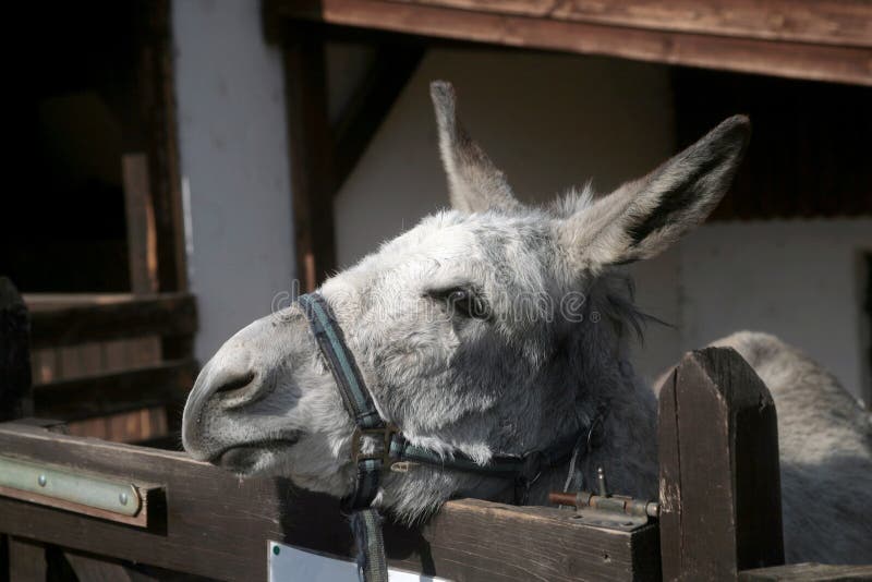 Lustiger Dummer Esel Oder Esel Stockbild - Bild von hartnäckig ...