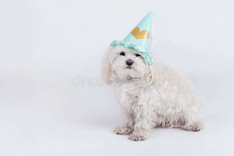 Lustiger Hund mit Hut stockbild. Bild von schutzkappe - 109993911