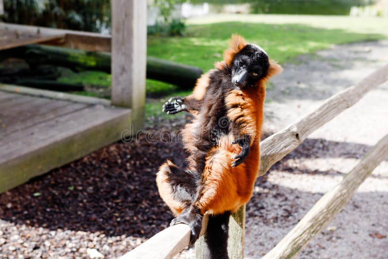Lustiger Maulkorn Oder Maki-Affe Im Zoo an Sonnigen Warmen Tagen ...