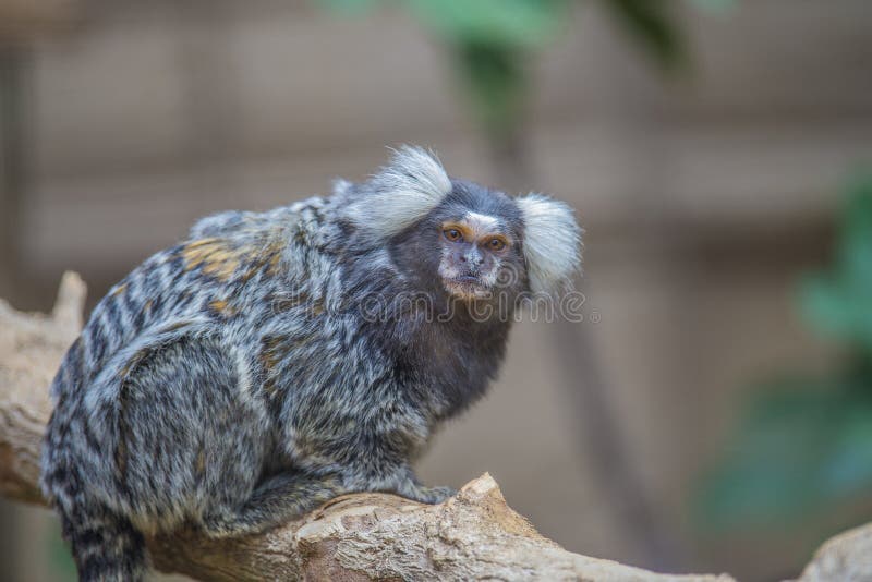 Lustiger Neugieriger Kleiner Affe Stockfoto - Bild von ausdruck ...