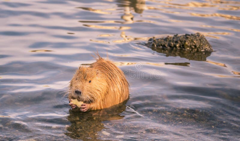 Lustiges Flusstier Mit Apfelscheibe in Den Tatzen Stockfoto - Bild von ...