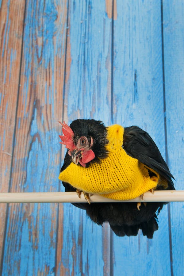 Lustiges Huhn Mit Gelber Strickjacke Stockbild - Bild von bauernhof ...