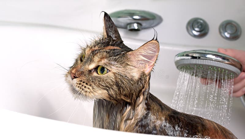 Nasse Katze im Bad stockbild. Bild von baden, verärgert - 123081933