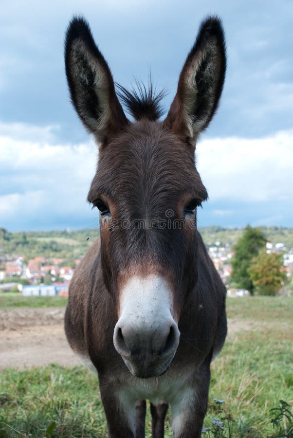 Lustiges Maultier stockbild. Bild von draussen, tier - 55694589