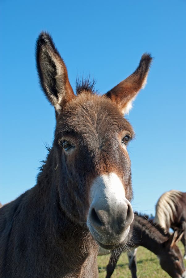 Esel und Maultier stockbild. Bild von tier, einzeln, pferd - 23922831