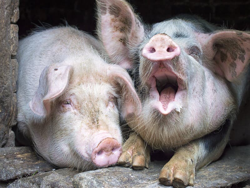 5,631 Lustige Schweine Stock Fotos - Freie & Royalty-Free Stock Fotos ...