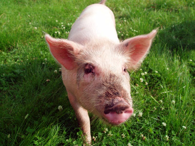 Lustiges Schwein stockfoto. Bild von pigsty, fett, schweine - 13311384