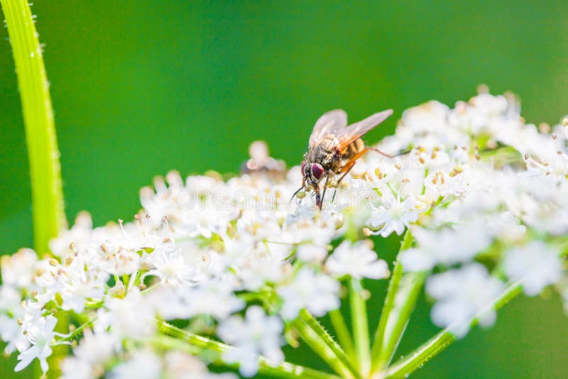 Lustrator de Fannia imagen de archivo. Imagen de flor - 32780721