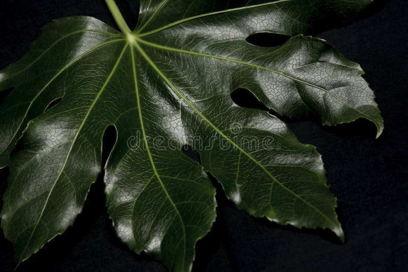 Lustrous Green Leaves at Night Stock Image - Image of lustrous, orange ...