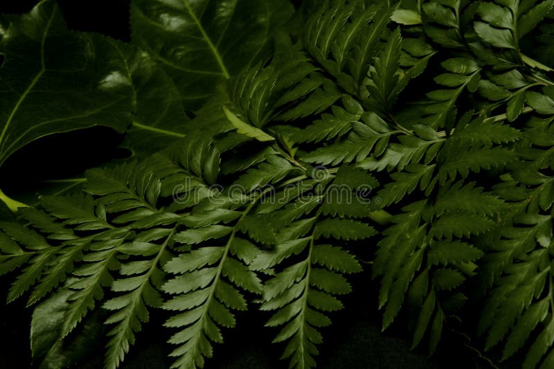 Lustrous Green Leaves at Night Stock Photo - Image of colorful ...