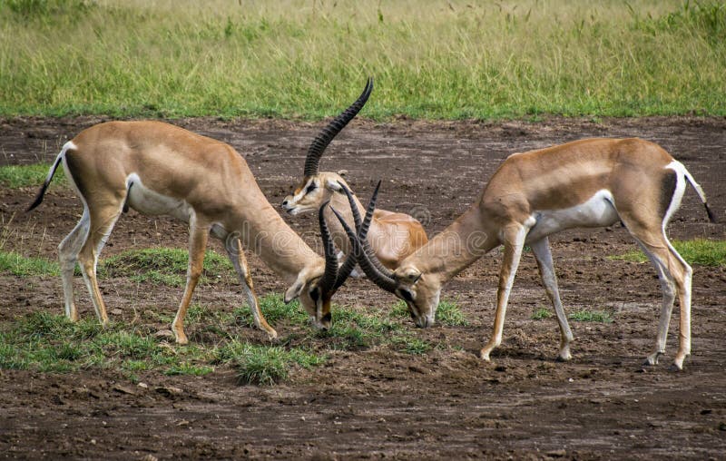 Luta da gazela foto de stock. Imagem de animal, pequeno - 46911932