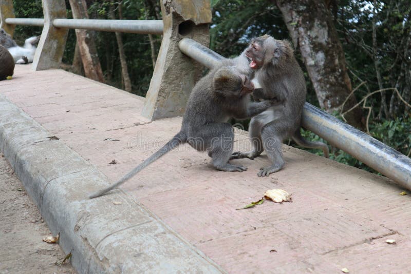 Monkey a Luta Para Arrancar As Florestas Tropicais Da Lagoa Imagem de ...