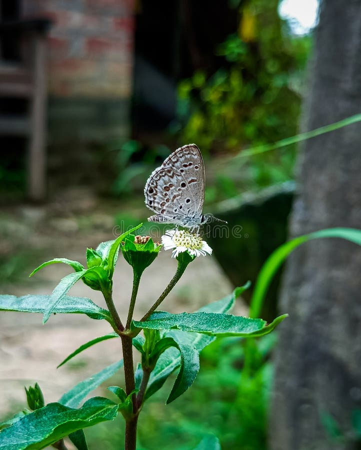 Luthrodes Pandava Butterfly Sitting on a Flower ðŸ¦‹ Stock Photo - Image of jungle, leaf: 240332602