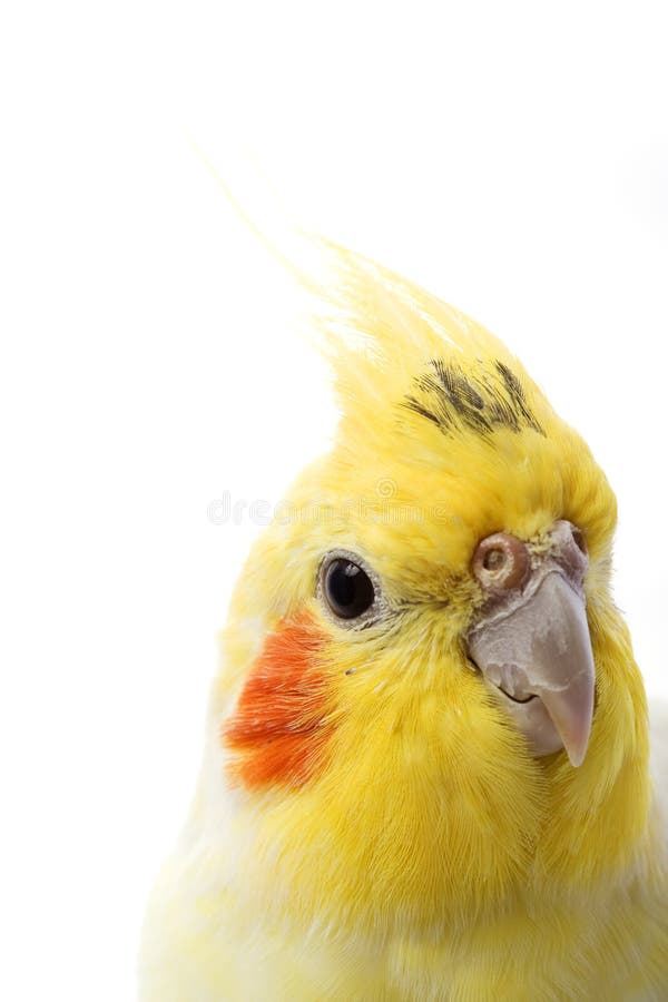 Cockatiel, male stock photo. Image of tropical, beak, animal - 7832190