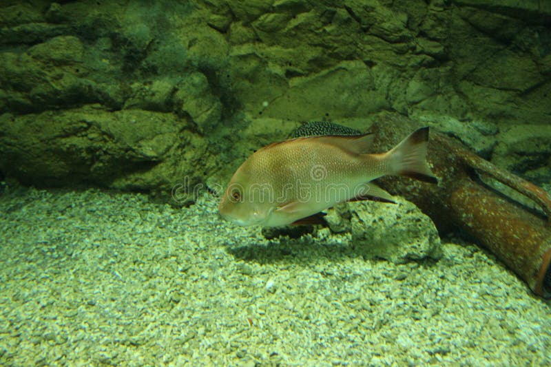 Lutjanus Rivulatus at the Bottom of the Aquarium Side View Fish in the ...
