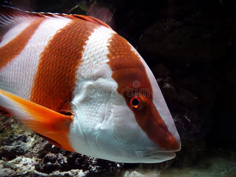 Emperor Red Snapper (Lutjanus Sebae) Stock Image - Image of saltwater ...