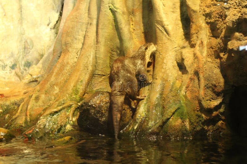 Lutra Cinerea, Aonyx Cinereus or Amblonyx Cinereus Sits on the Trunk of ...