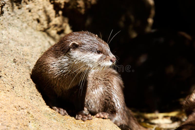 Lutra lutra stock photo. Image of mammal, wild, nature - 20621838