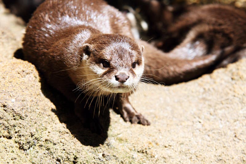 Lutra lutra stock image. Image of outside, wild, hunter - 20711749