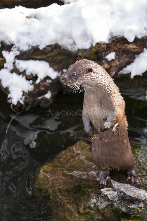 Lutra Lutra Standing on a Rock, Otter Close-up Image Standing on a Rock ...