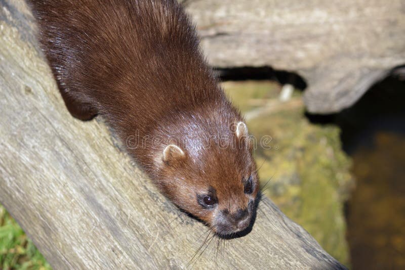 Lutreola De Mink Mustela Do Europeu Foto de Stock - Imagem de fauna ...