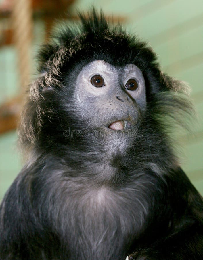 Lutung stock image. Image of monkey, species, asia, primate - 47786107