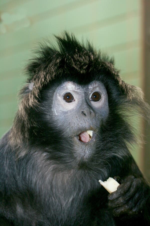 Lutung stock image. Image of monkey, species, asia, primate - 47786107