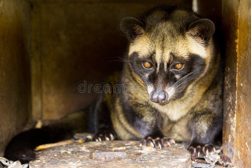 Luwak civet cat stock image. Image of luwak, indonesia - 26553145
