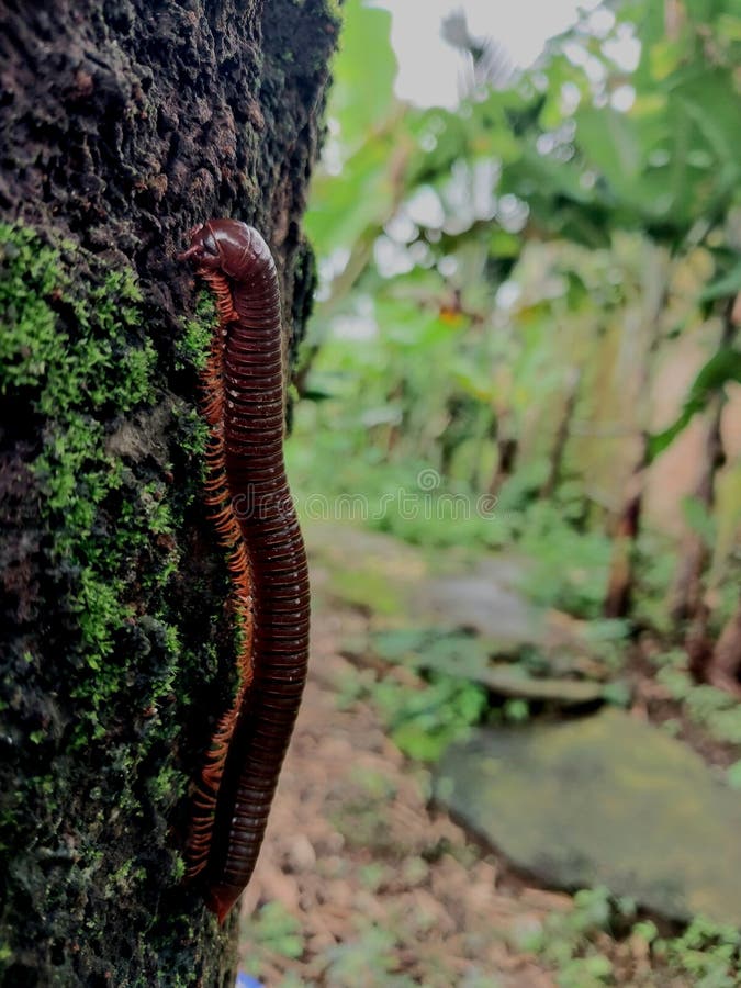 Luwing or millipedes stock photo. Image of grass, stones - 268396096