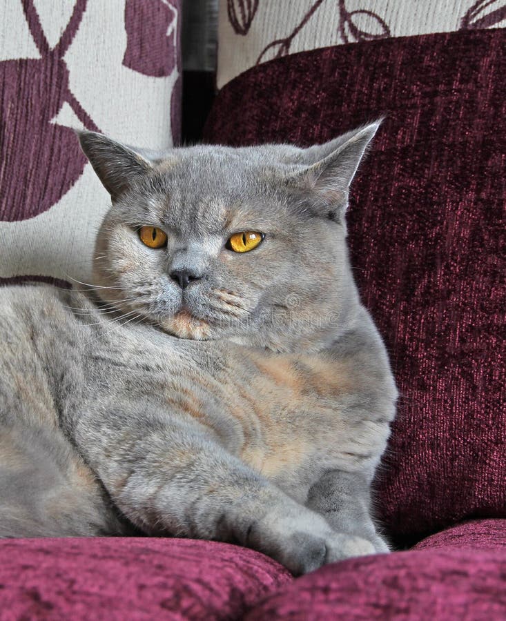 Ras kat op zetel stock foto. Image of huisdieren, rijk - 26150346