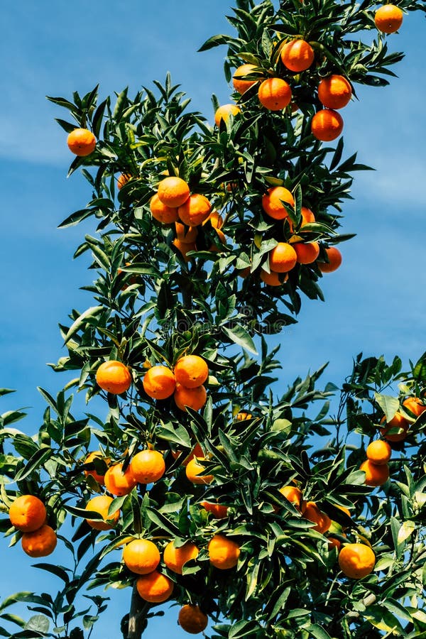 Luxuriant tree aerial view stock image. Image of nature - 24433525