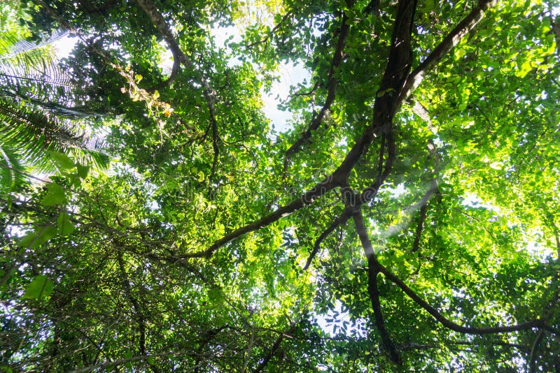 Luxuriant Bush Environment and Tree Canopy Niue Stock Photo - Image of ...