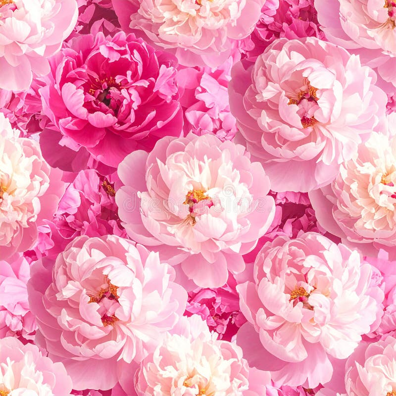 Luxuriant Peony Stock Illustrations – 17 Luxuriant Peony Stock ...