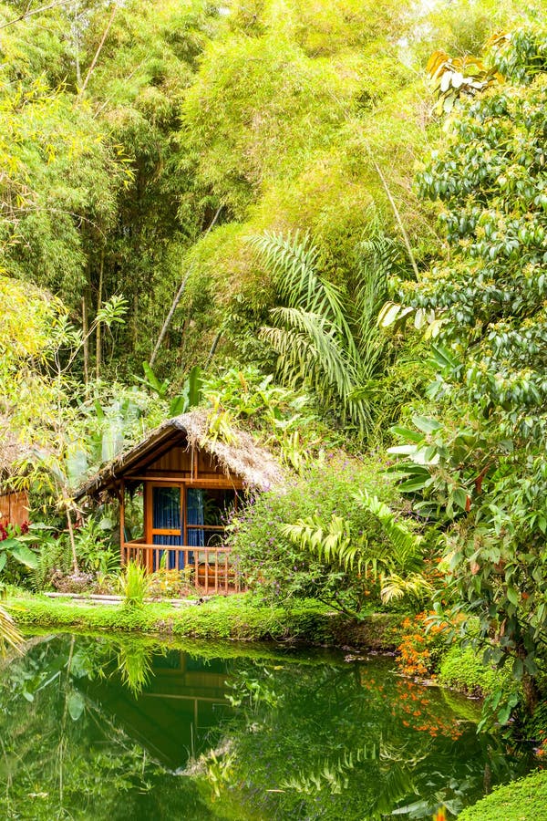 Jungle Lodge in Amazon Basin Ecuador Stock Photo - Image of lush ...