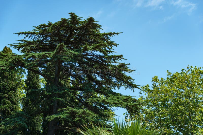 Luxurious Large Lebanese Cedar Tree (Cedrus Libani or Lebanon Cedar) in ...