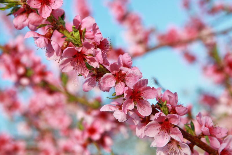 Peach blossoms in spring stock photo. Image of blue - 146389250